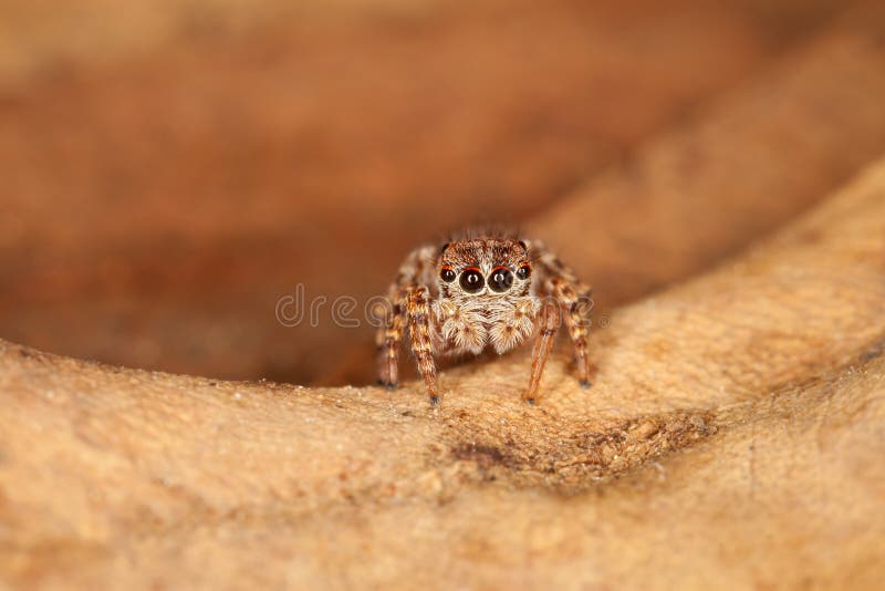 Jumping Spider stock image. Image of arachnophobia, macro - 28634987