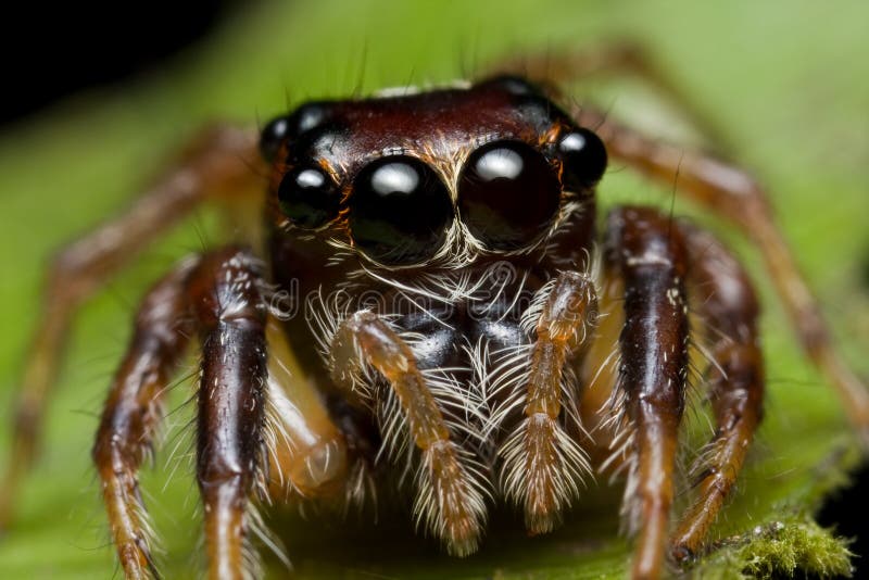 Jumping spider stock photo. Image of jumping, green, face - 8394950