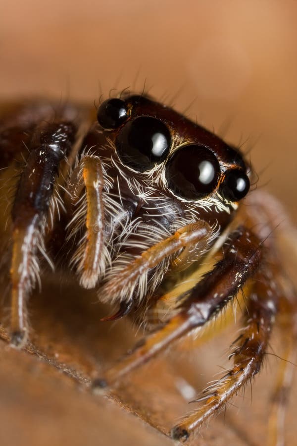Very Sharp Photo of US Jumping Spider Phiddipus Stock Photo - Image of ...