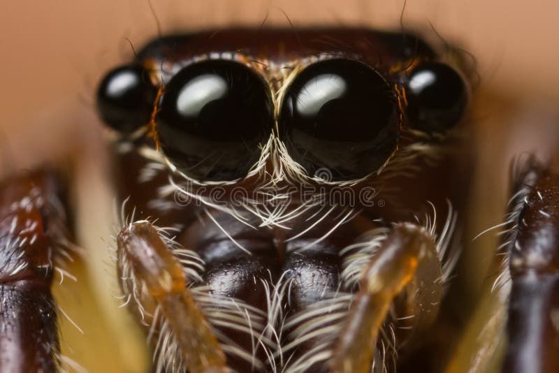 Jumping spider stock photo. Image of jumping, green, face - 8394950