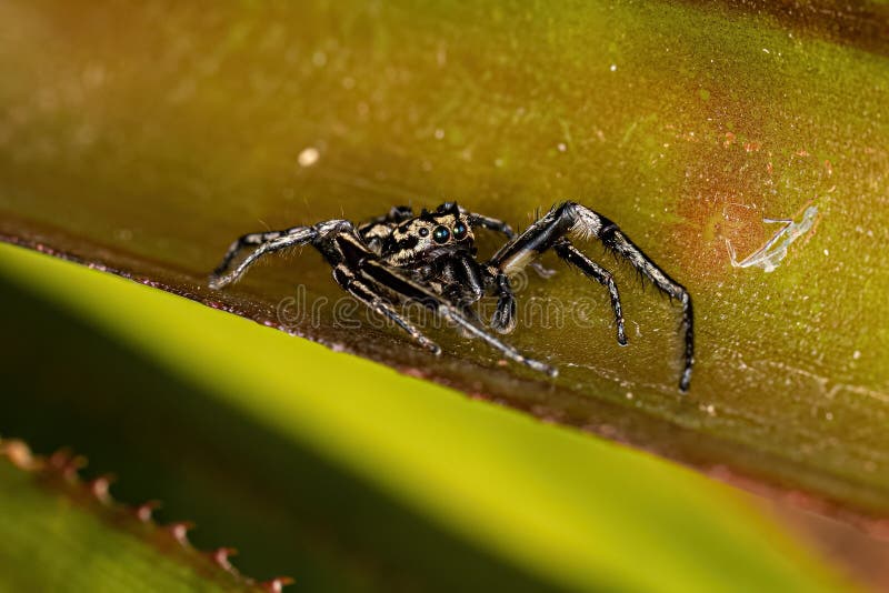 Jumping Spider Animal stock image. Image of marpissina - 264276131