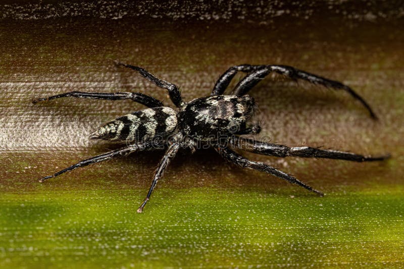 Jumping Spider Animal stock image. Image of insect, arachnid - 264276281