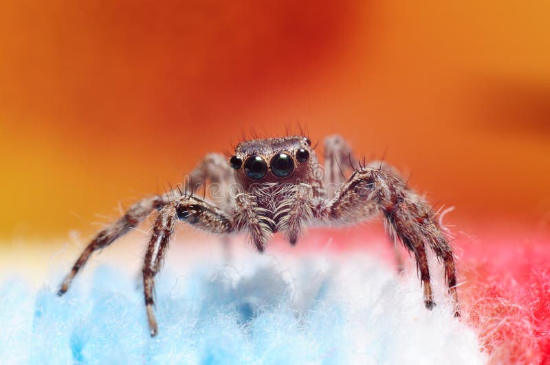 Jumping Spider As an Outlander Stock Photo - Image of invertebrate ...