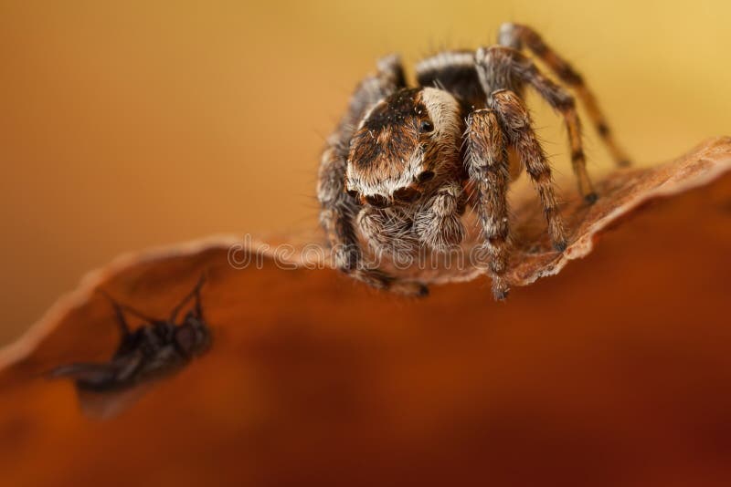Jumping Spider Hunting the Fly Stock Photo - Image of little, eyes ...
