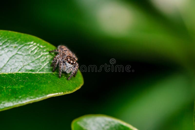 Jumping spider stock image. Image of grass, fauna, botanic - 39107361