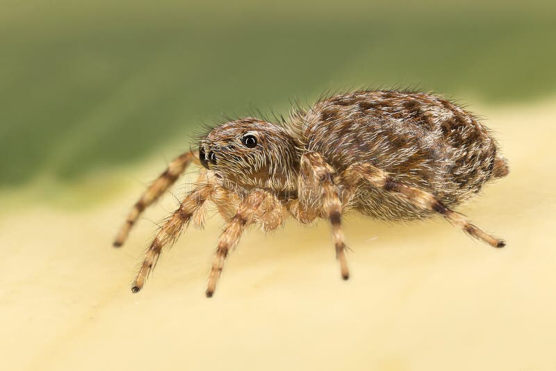 Jumping spider stock photo. Image of salticidae, enlargement - 90031242