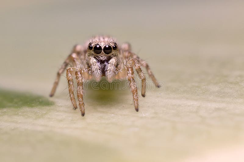 Jumping spider stock photo. Image of macro, closeup, salticidae - 90031252