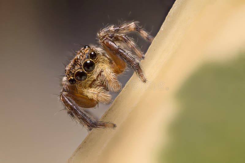 Jumping spider stock photo. Image of spider, entomology - 90031288