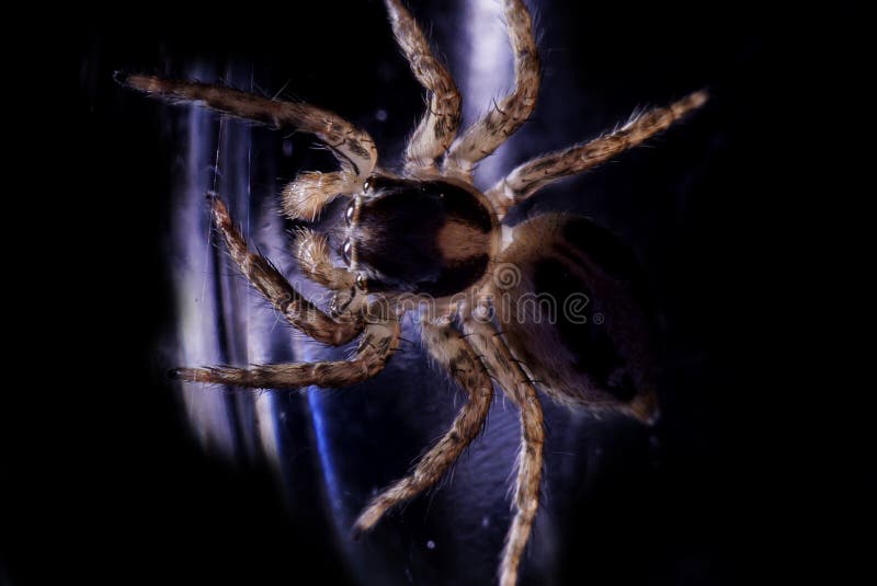 Spider on a Black Background Stock Photo - Image of garden, animal ...