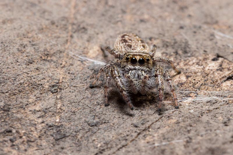 Jumping Spider Blends with Environment Stock Photo - Image of ...