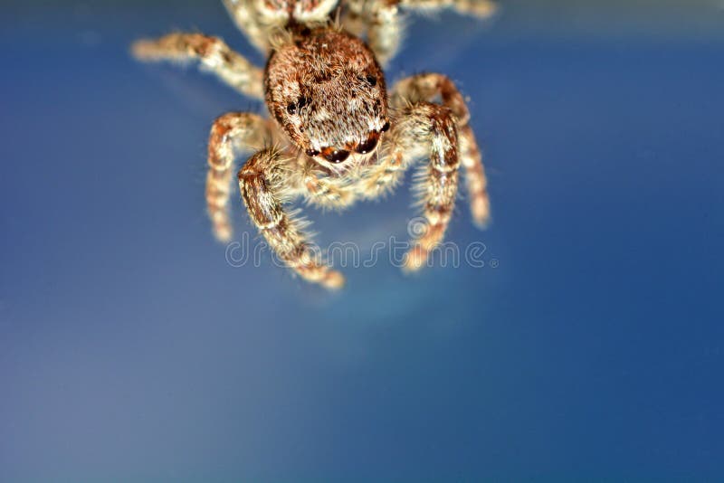 Jumping Spider with Blue Sky Stock Image - Image of hunter, biology ...