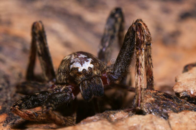 Jumping spider on a branch stock image. Image of segmented - 329710953