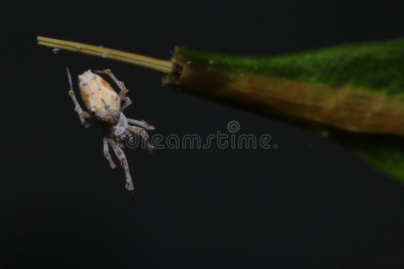 Jumping spider on a branch stock photo. Image of nocturnal - 329711016
