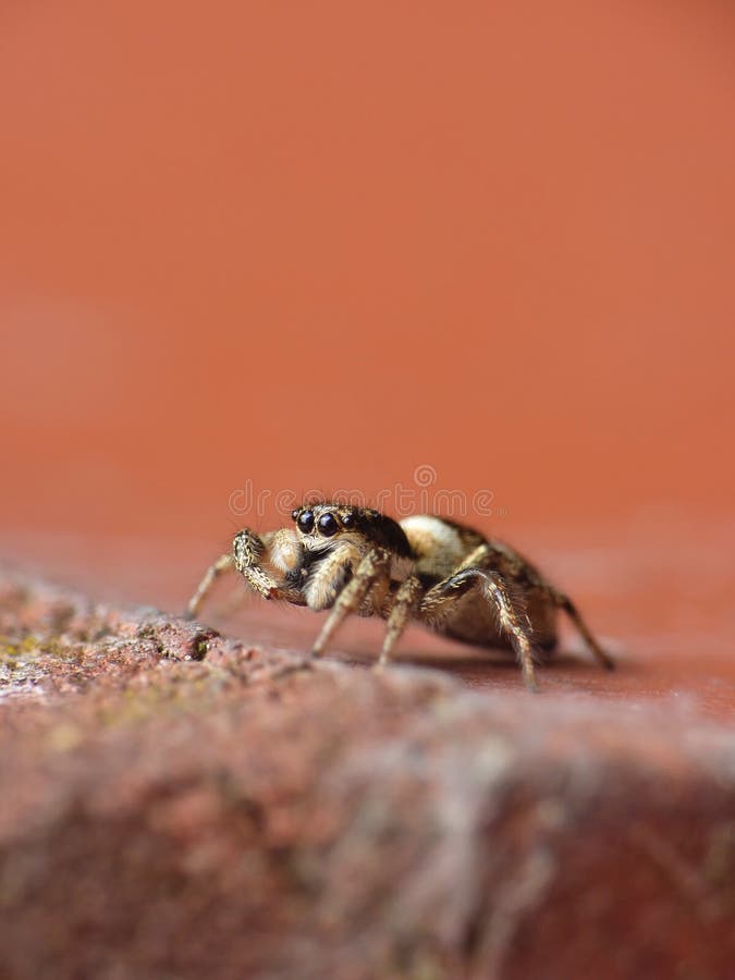 Jumping spider on brick stock image. Image of cute, colorful - 257485531