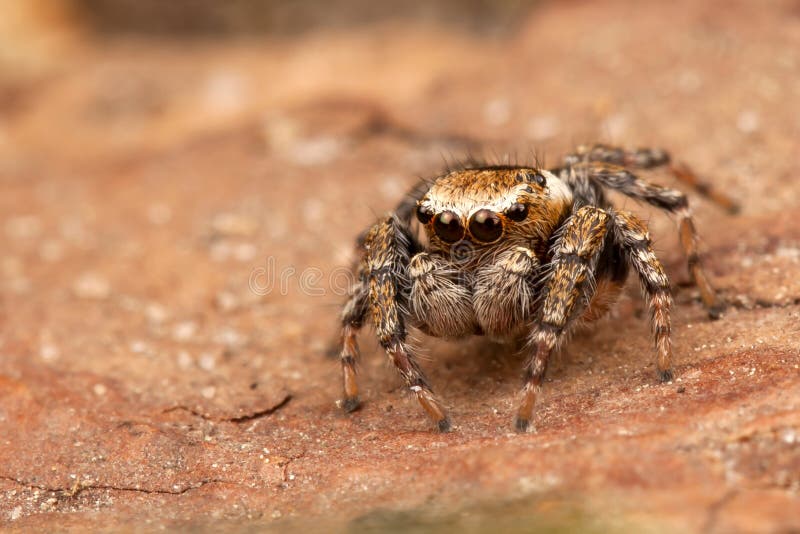 Jumping Spider on the Tree Bark Stock Photo - Image of insect ...