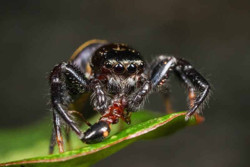 Jumping Spider Waving Stock Photos - Free & Royalty-Free Stock Photos ...