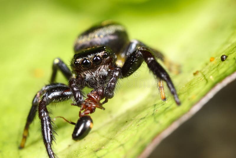 Jumping Spider Waving Stock Photos - Free & Royalty-Free Stock Photos ...
