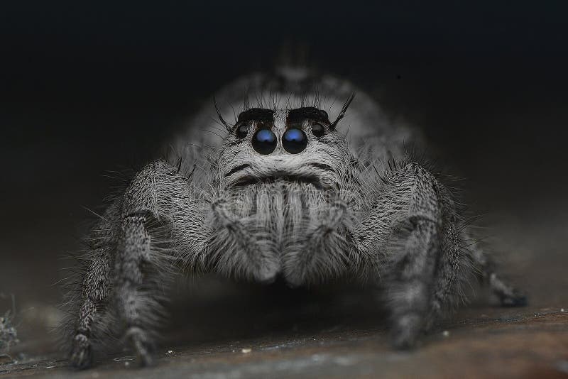 Jumping Spider Close Up and Face Cute Stock Photo - Image of jumping ...