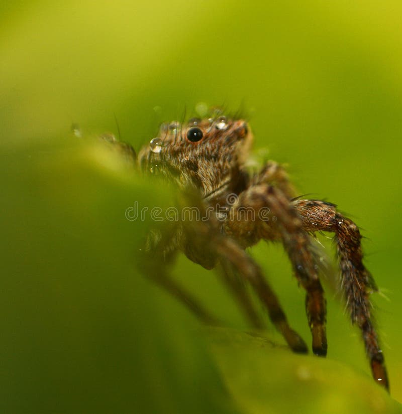 Jumping spider stock photo. Image of monster, maginification - 45122704