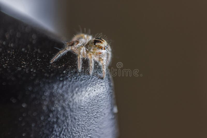 Jumping Spider close up stock image. Image of closeup - 107242425