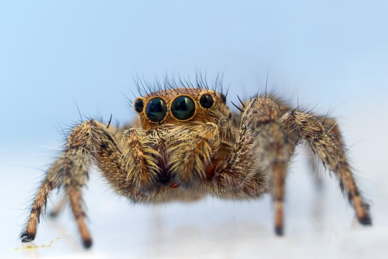 Jumping spider close up stock photo. Image of eyes, high - 56995468