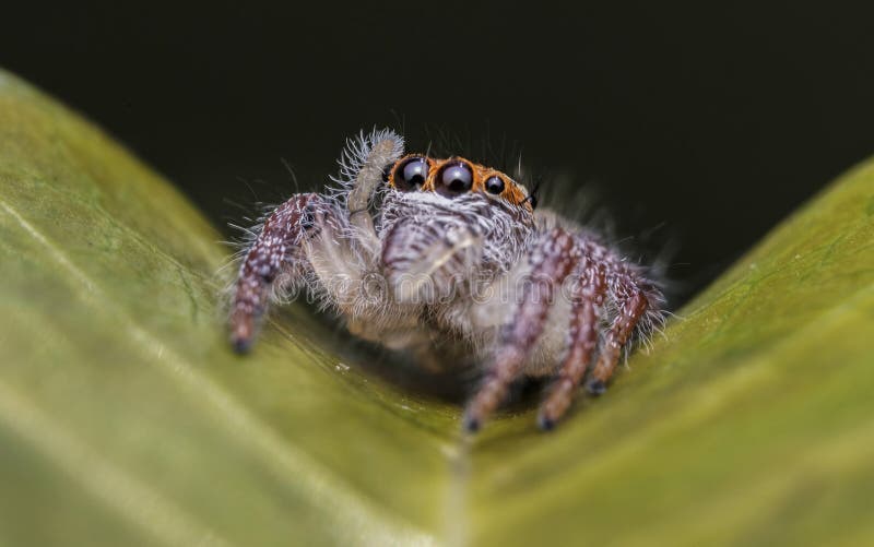 Jumping spider close-up stock image. Image of life, eyes - 99958023