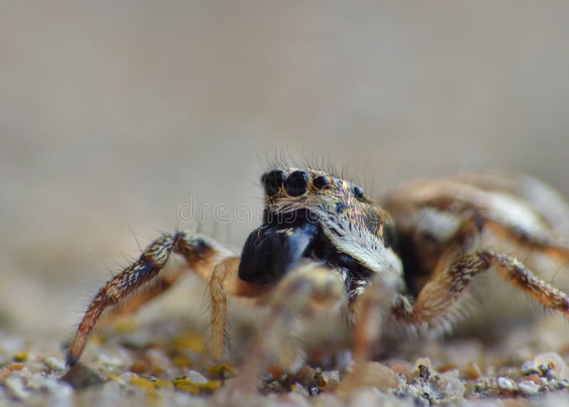 Jumping Spider close up stock photo. Image of beautiful - 257319558