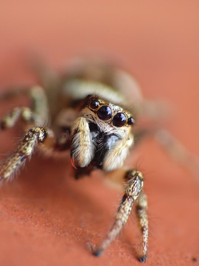 Jumping spider stock photo. Image of green, insect, jumping - 257485508