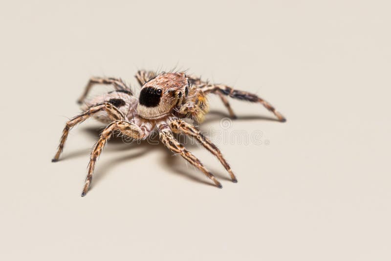 Jumping spider stock image. Image of wild, fauna, critter - 39095761