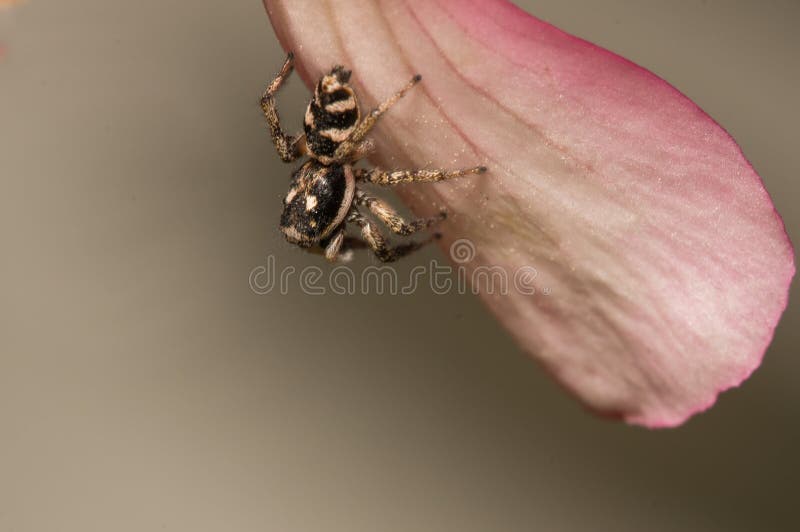 Jumping spider close up stock photo. Image of legged - 58536440