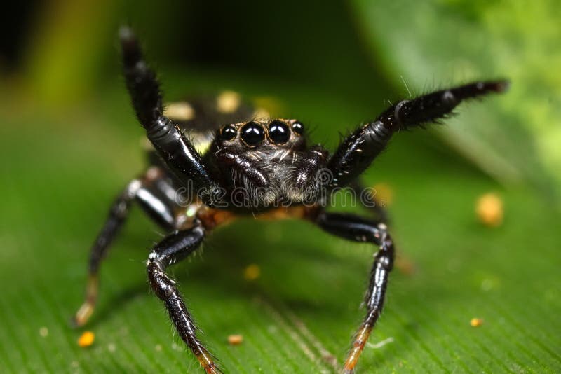 Jumping spider stock photo. Image of macro, jumping, arms - 40936268