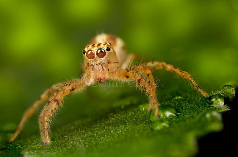 Jumping spider stock photo. Image of hair, macro, yellow - 44595434