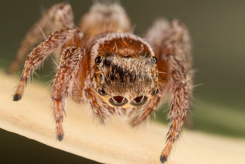 Jumping spider stock image. Image of science, details - 93041509
