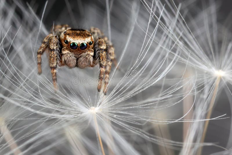 Jumping Spider and Dandelion Fluff Stock Photo - Image of floral ...