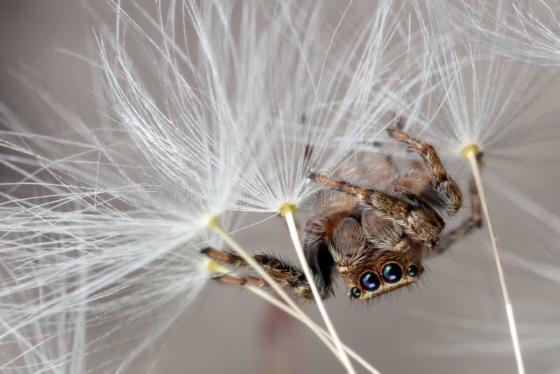 Jumping Spider and Dandelion Fluff Stock Image - Image of small ...