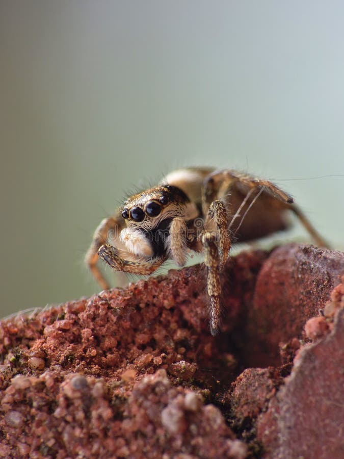 Jumping spider detailed stock image. Image of hunting - 257485557