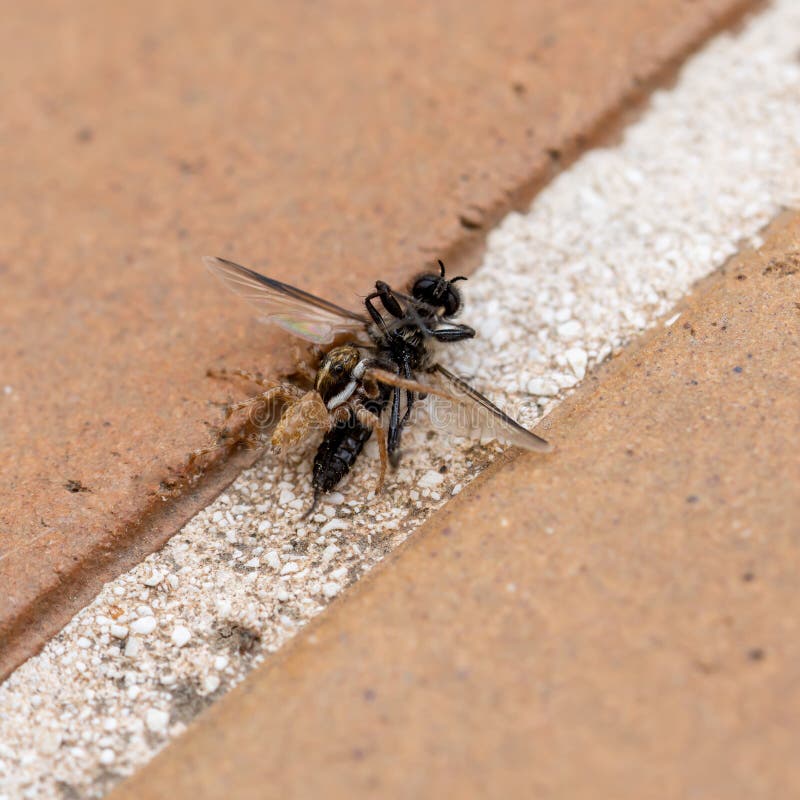 Jumping Spider Devouring an Insect Stock Image - Image of pest ...
