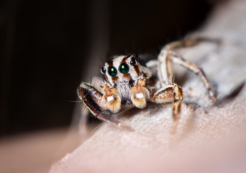 Jumping Spider on Dried Leaf in Nature Stock Image - Image of tiny ...