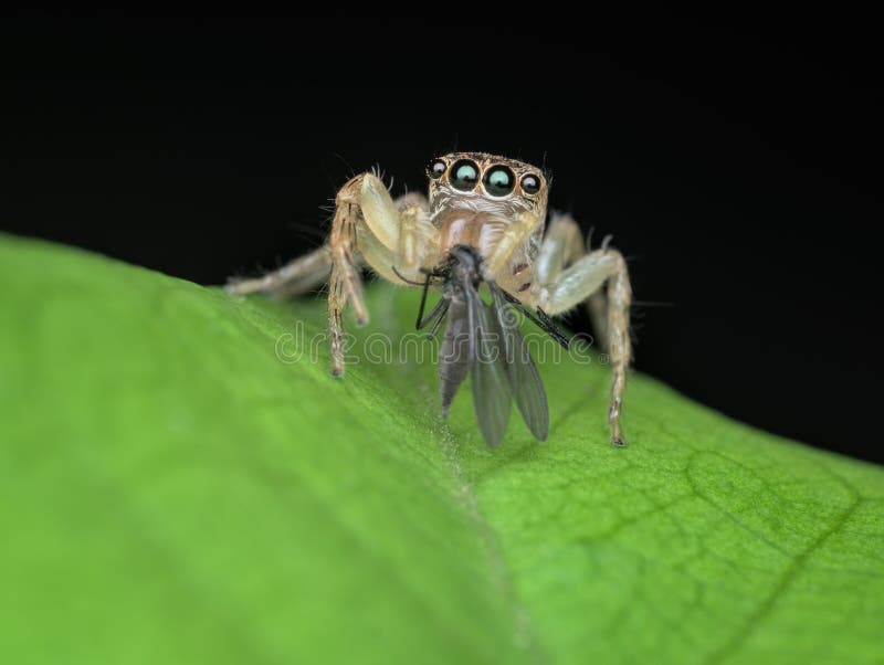 Jumping Spider Eat Mosquito Prey on the Leaf from Front View Stock ...