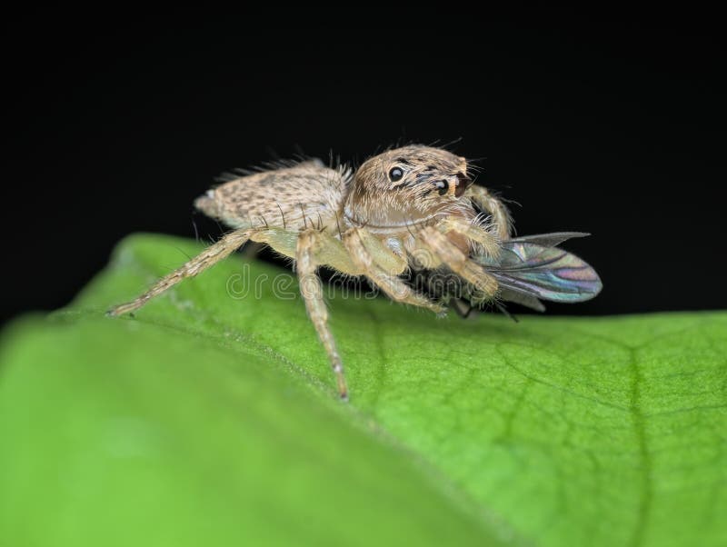 Jumping Spider Eat Mosquito Prey on the Leaf from Side View Stock Photo ...