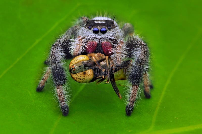 Jumping Spider Eating the Fly Stock Image - Image of yellow, eating ...