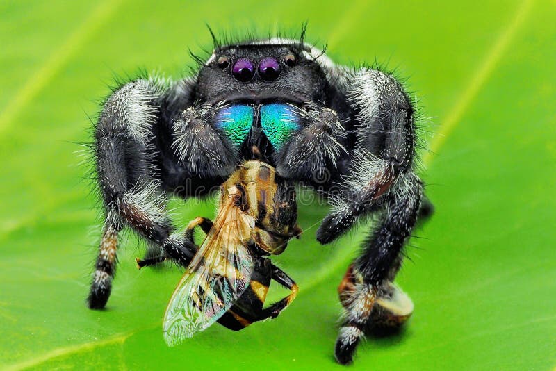 Jumping Spider Eating the Fly Stock Photo - Image of cartoon, pink ...