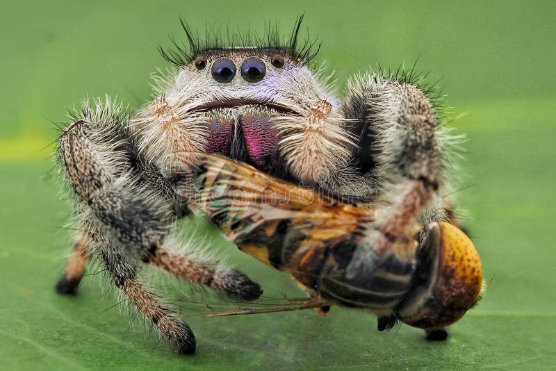 Jumping Spider Eating the Fly Stock Photo - Image of eating, spider ...