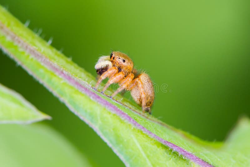 Jumping Spider Eating Insect Stock Photo - Image of kong, insect: 38942476