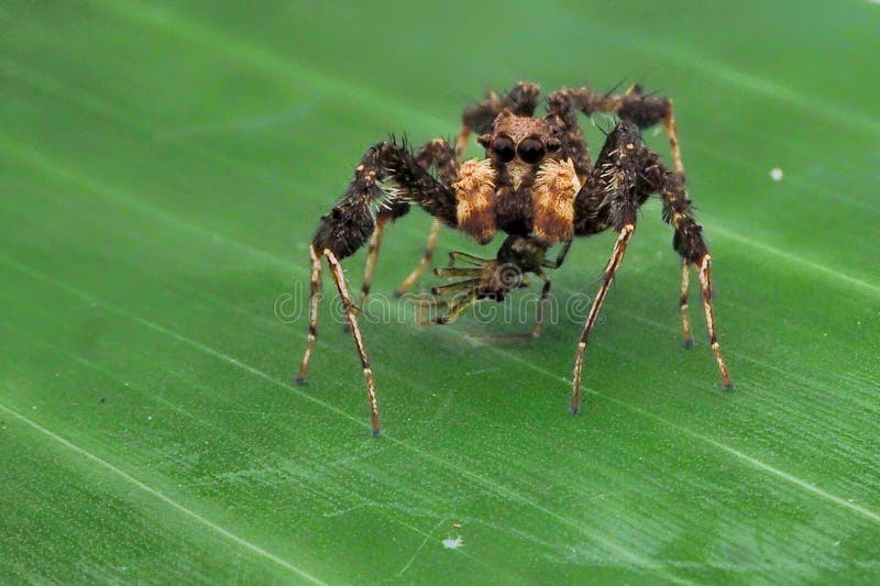 Jumping Spider Eating the Other Spider Stock Photo - Image of spider ...