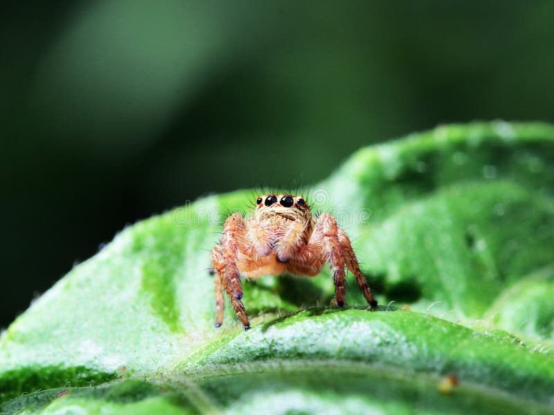 Jumping Spider emotion stock image. Image of light, raynox - 79426357