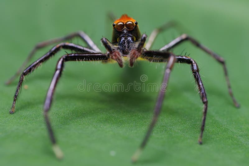 Jumping Spider Epeus Glorius Looking at Camera Stock Image - Image of ...