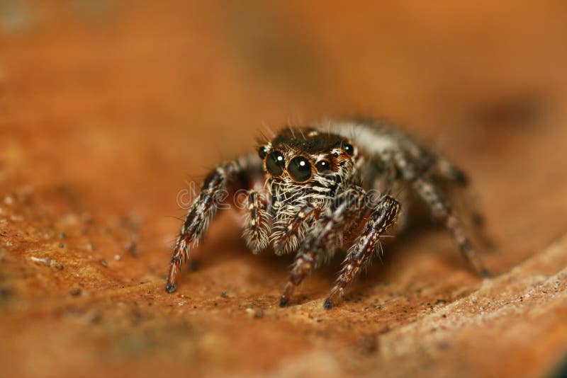 Very Sharp Photo of US Jumping Spider Phiddipus Stock Photo - Image of ...