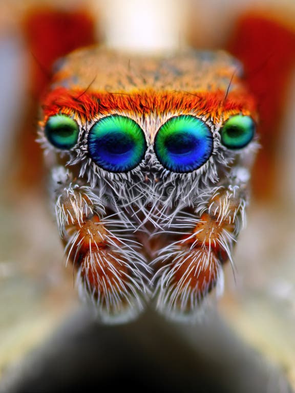 Jumping Spider Eyes Macro stock image. Image of eyes - 26956217