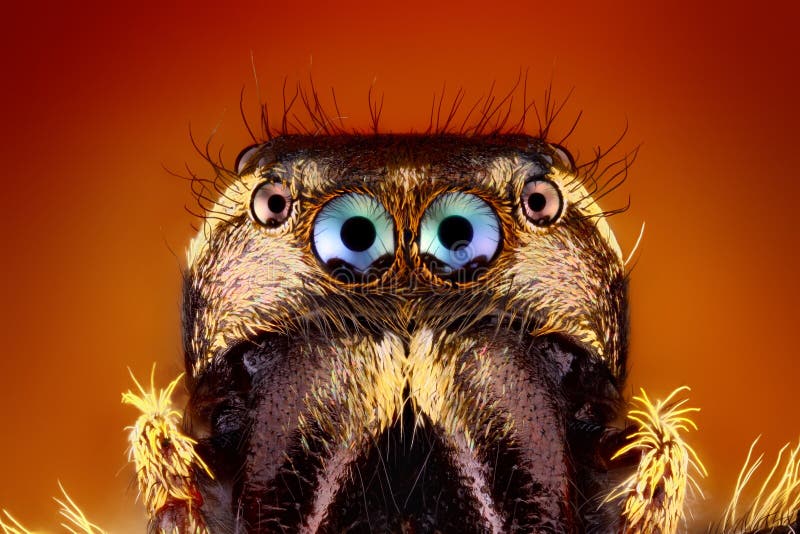 Extreme Sharp Close Up of Jumping Spider Face Stock Image - Image of ...